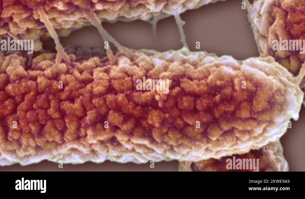 Bacterial conjugation pilus Stock Videos & Footage - HD and 4K Video ...