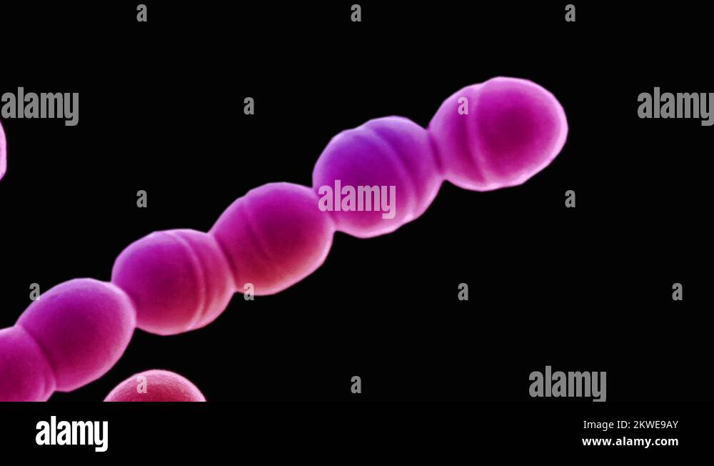 Streptococcus Bacteria Sem Stock Video Footage Alamy