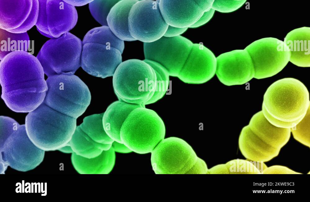 Cocci chain Stock Videos & Footage - HD and 4K Video Clips - Alamy