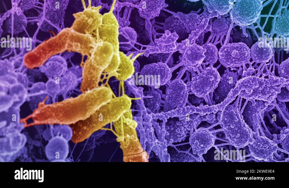 Dna electron micrograph Stock Videos & Footage - HD and 4K Video Clips ...