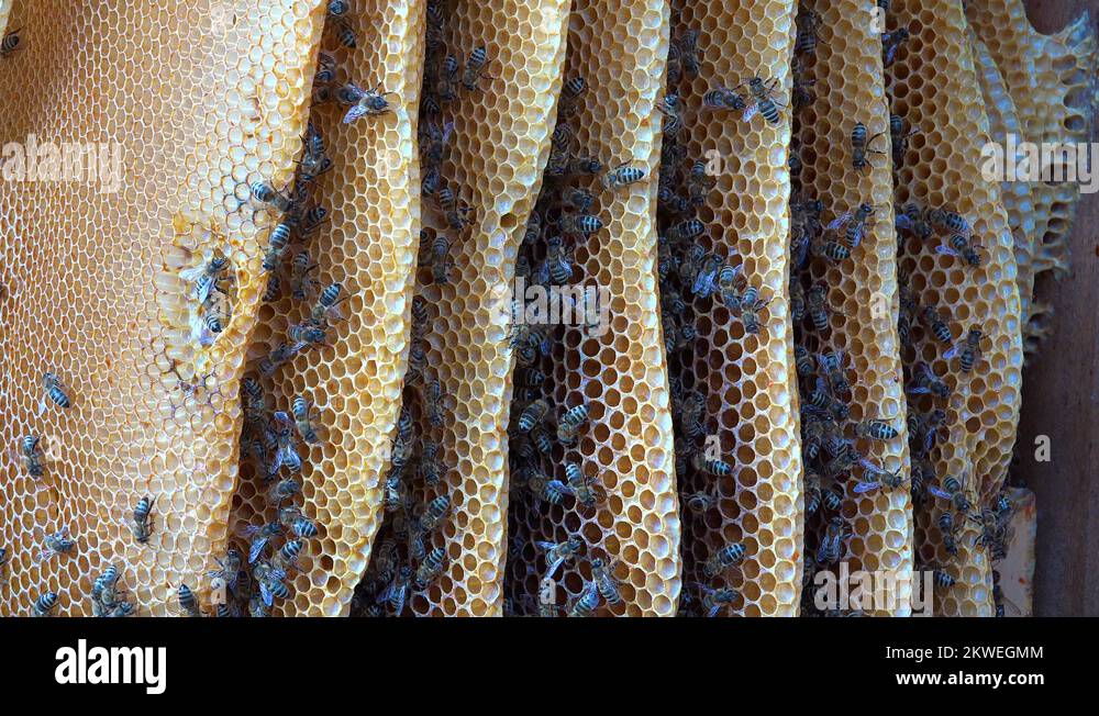 Beehive apiculture slovenia Stock Videos & Footage - HD and 4K Video ...