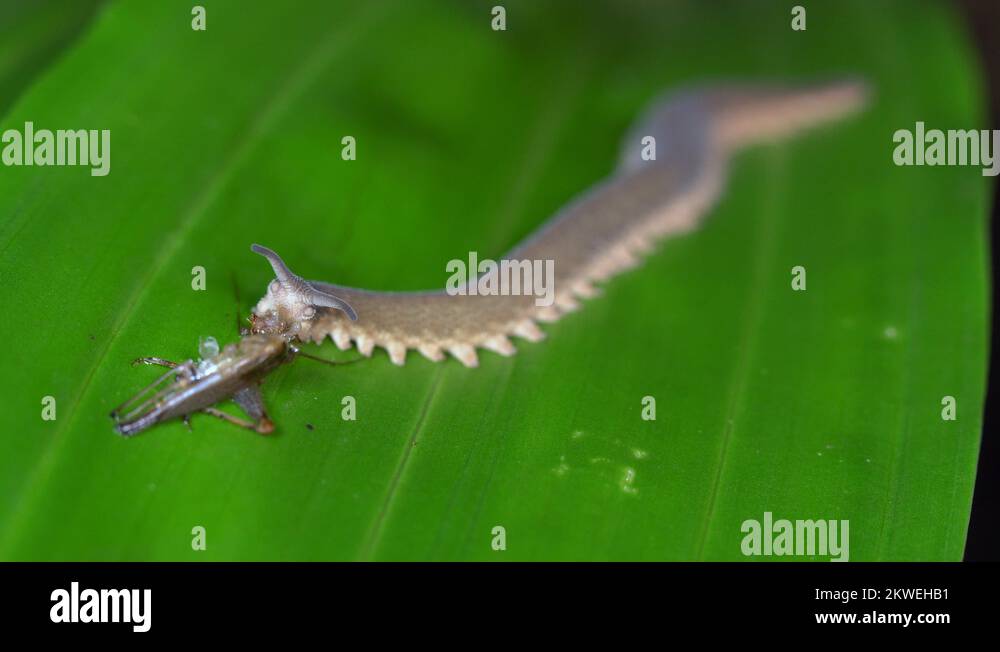 Velvet worm ecuador Stock Videos & Footage - HD and 4K Video Clips - Alamy