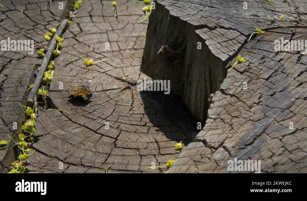 Tree ring texture Stock Videos & Footage - HD and 4K Video Clips - Alamy