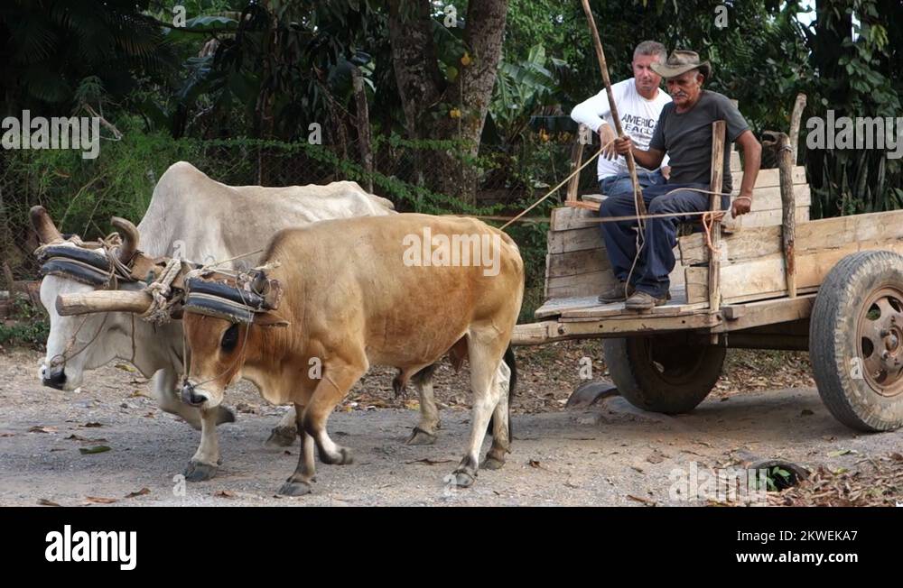 Animal wheeled Stock Videos & Footage - HD and 4K Video Clips - Alamy