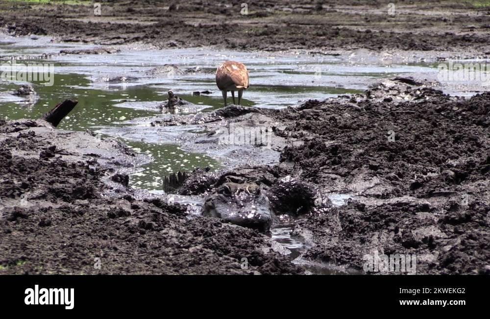 Alligator in mud Stock Videos & Footage - HD and 4K Video Clips - Alamy