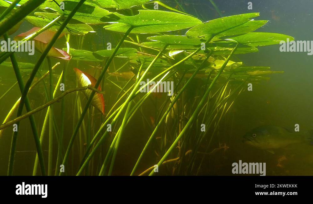 Largemouth bass illustration Stock Videos & Footage - HD and 4K Video ...