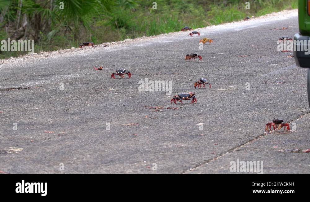 Crab migration Stock Videos & Footage - HD and 4K Video Clips - Alamy
