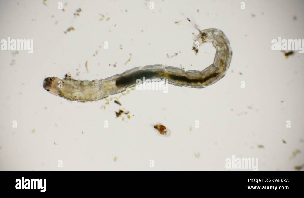 Chironomids Stock Videos & Footage - HD and 4K Video Clips - Alamy