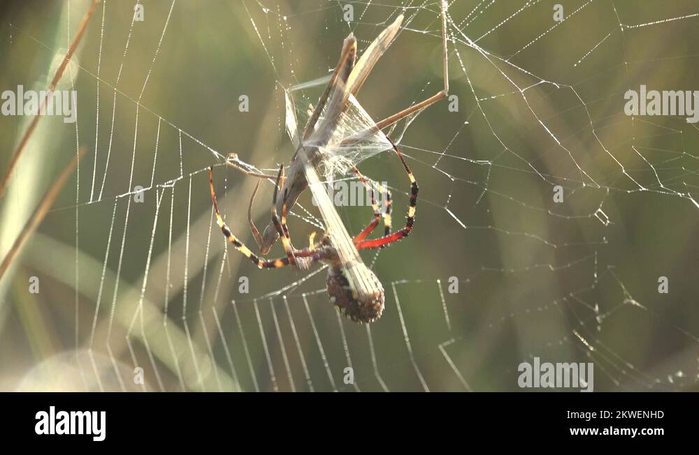 Ghost insect Stock Videos & Footage - HD and 4K Video Clips - Alamy