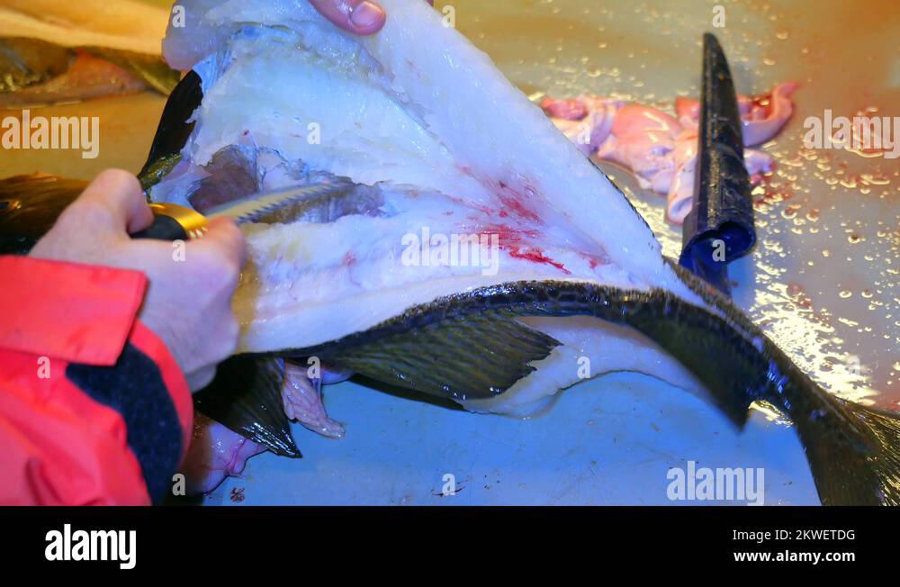 Hands of worker gutting cod, the codfish. A man wearing rubber working ...