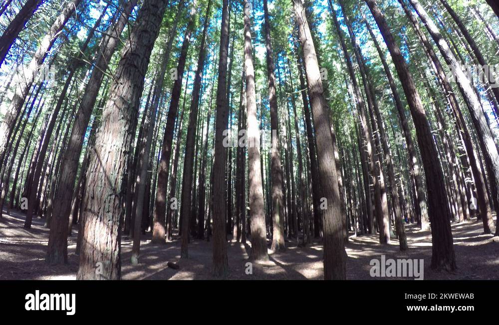 Giant redwoods forest new zealand Stock Videos & Footage - HD and 4K ...