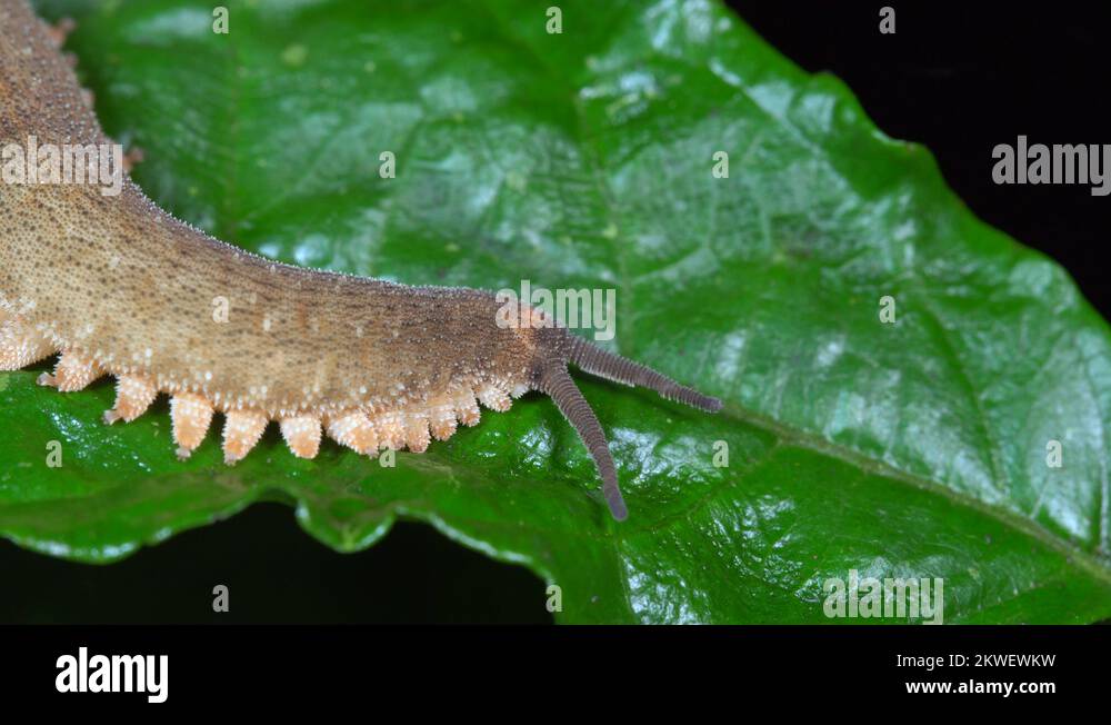 Peripatus or Velvet Worm crawling on a leaf in rainforest understory at ...