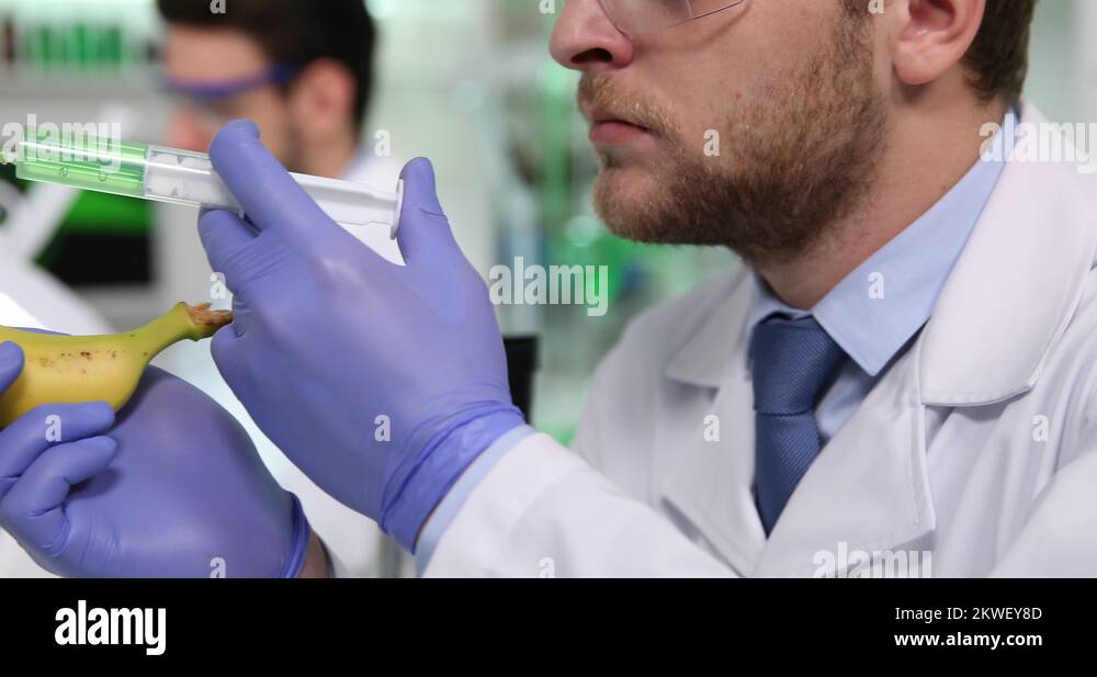 Team of Biologists Inject Study Solution Testing Bananas Fruits for ...