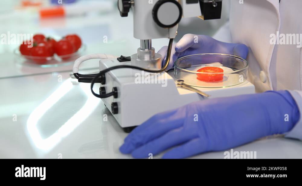 Food Biologist Working in Laboratory Studying Bio Tomato Plant on ...