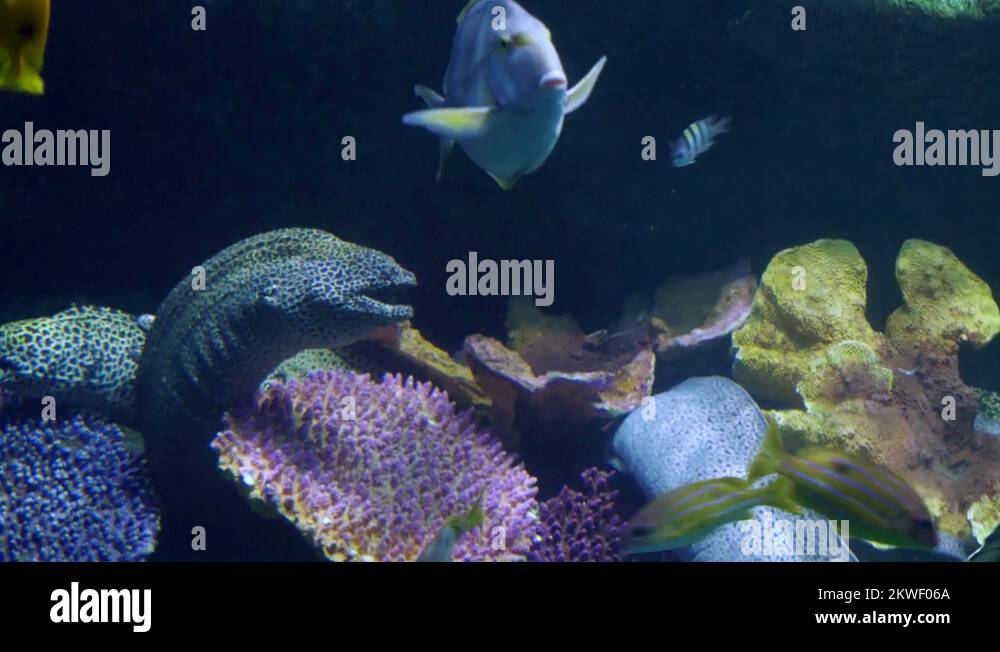 Beautiful exotic see fish in an aquarium. Underwater Scene. 3840x2160 ...