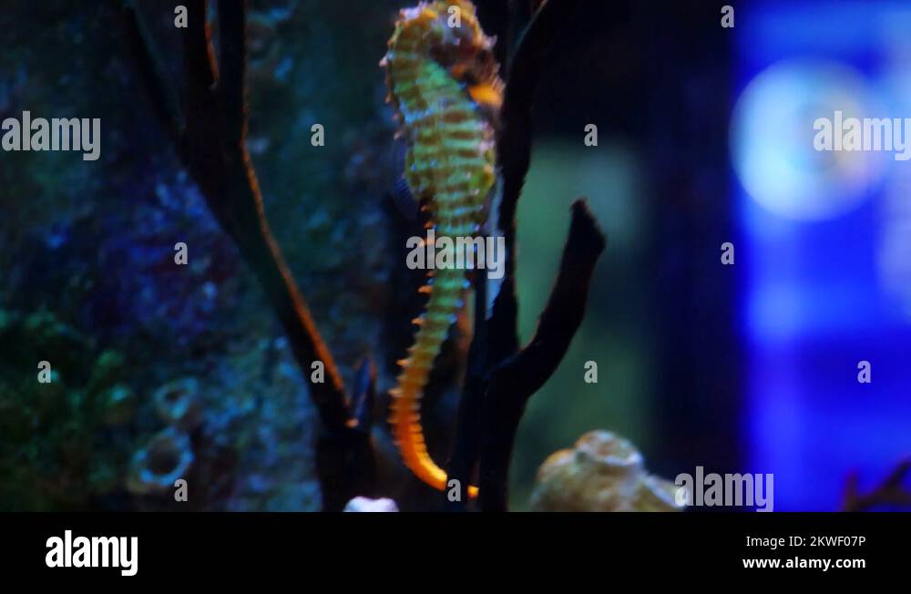 Beautiful exotic seahorse in the aquarium. Underwater Scene. 3840x2160 ...