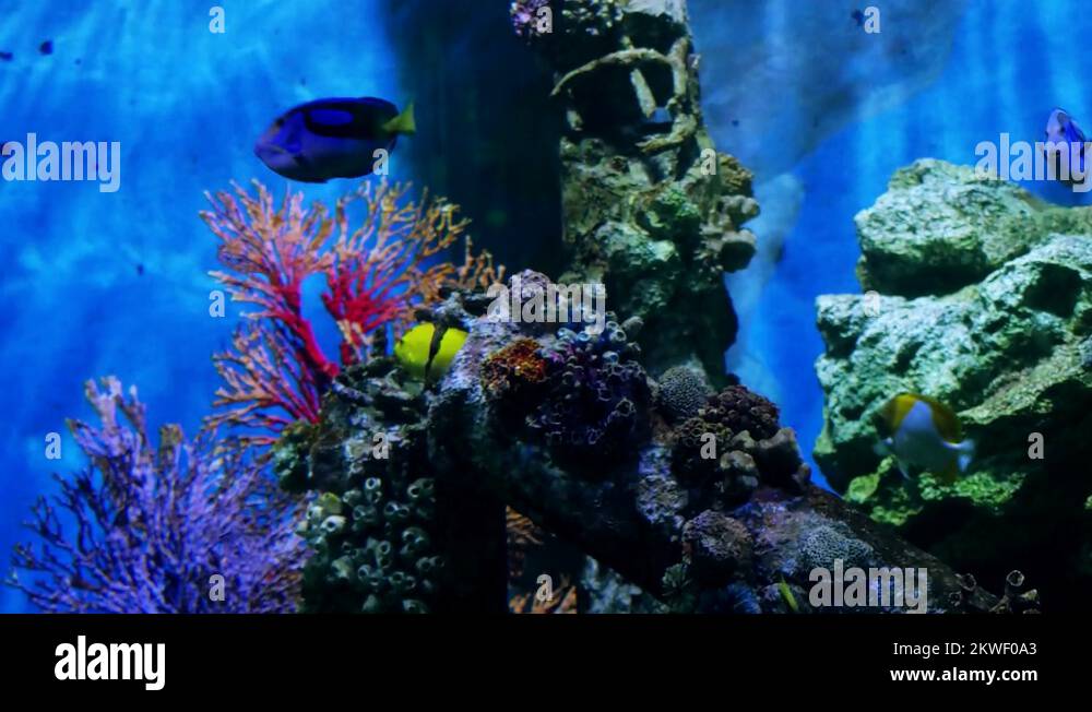 Beautiful exotic see fish in an aquarium. Underwater Scene. 4k ...
