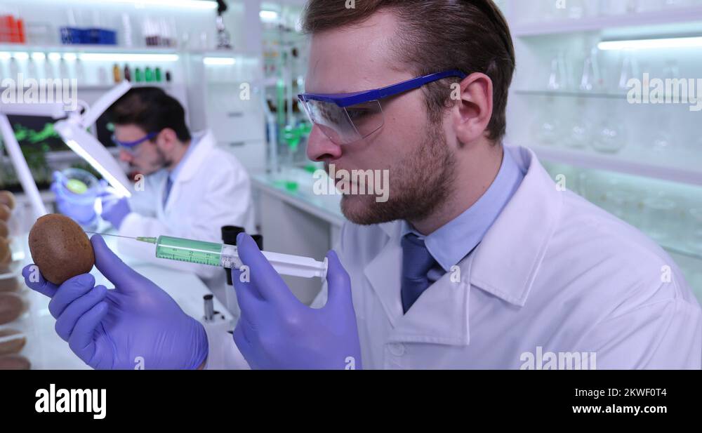 Team of Biologists Injecting Sample Liquid Testing Growth Kiwi Fruit ...