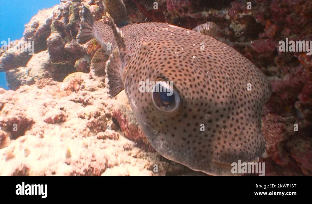 The Puffer Fish. Diving in the Indian ocean near the Maldives Stock ...