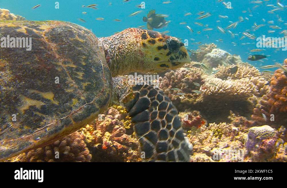 Hawksbill turtle.Diving in the Indian ocean near the Maldives Stock ...