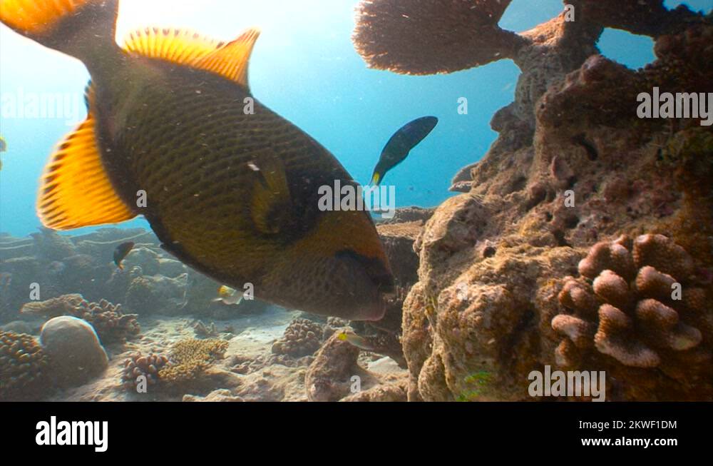 Trigger fish with powerful teeth easily bite the hard corals Stock ...