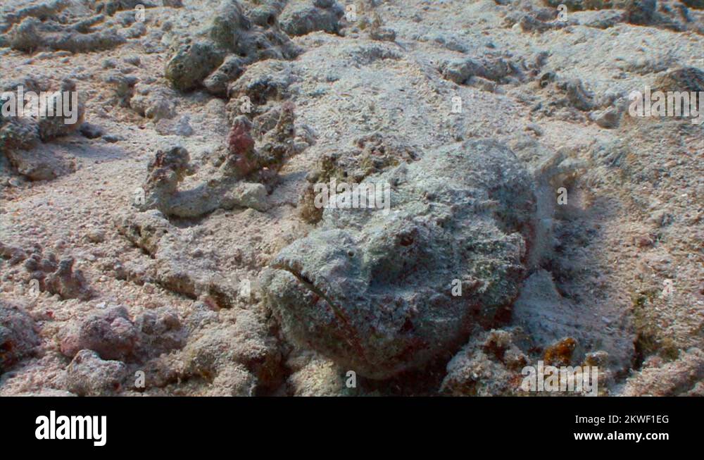 Poisonous stone fish Stock Videos & Footage - HD and 4K Video Clips - Alamy