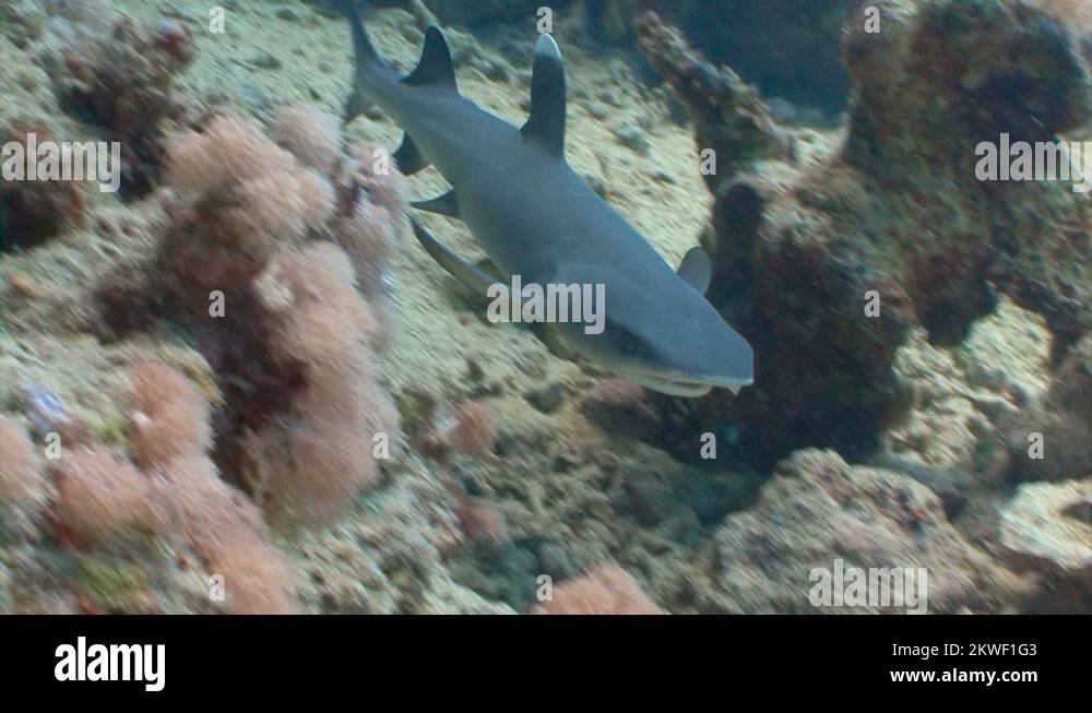 Fascinating dives with reef sharks. Diving in the Red sea near Egypt ...