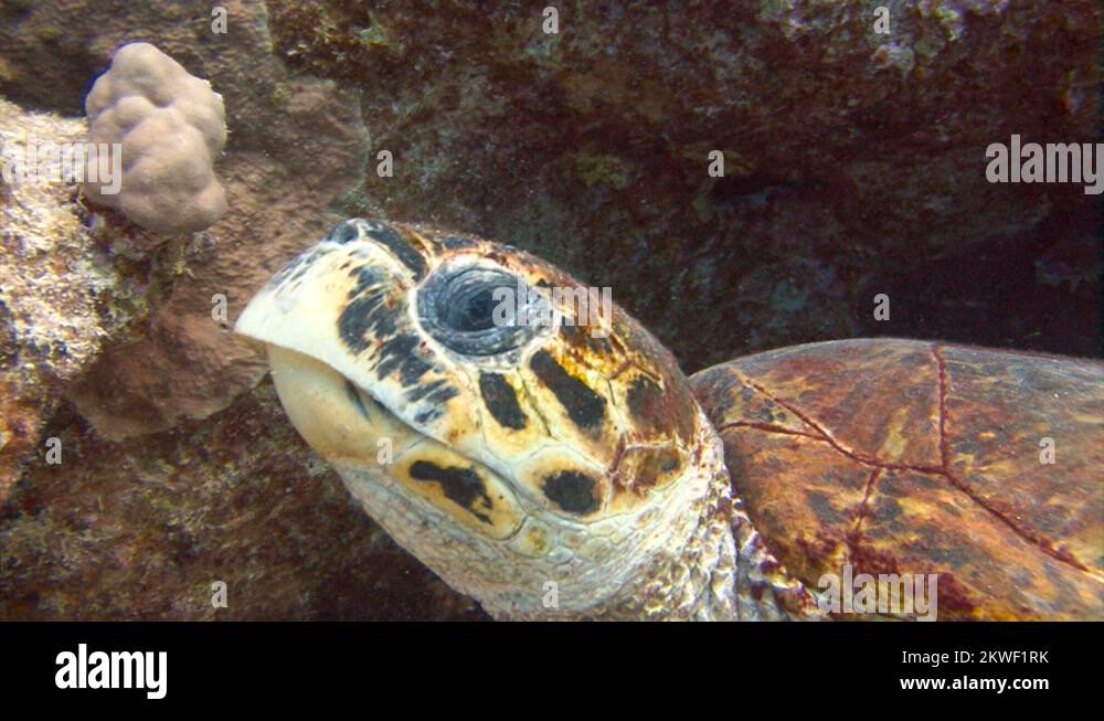 Diving with turtles Stock Videos & Footage - HD and 4K Video Clips - Alamy