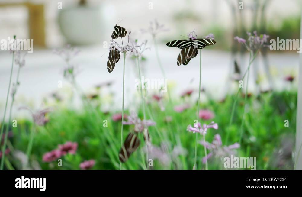 Zebra longwing butterflies Stock Videos & Footage - HD and 4K Video ...