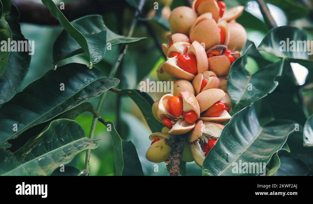 Red fruit tree Stock Videos & Footage - HD and 4K Video Clips - Alamy