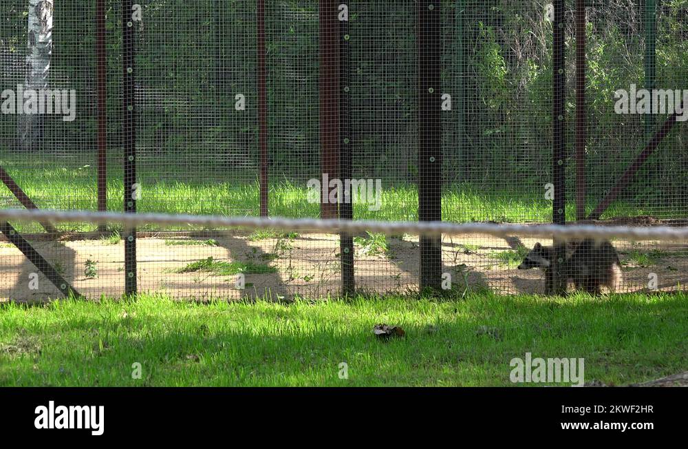 Zoo animal garden Stock Videos & Footage - HD and 4K Video Clips - Alamy
