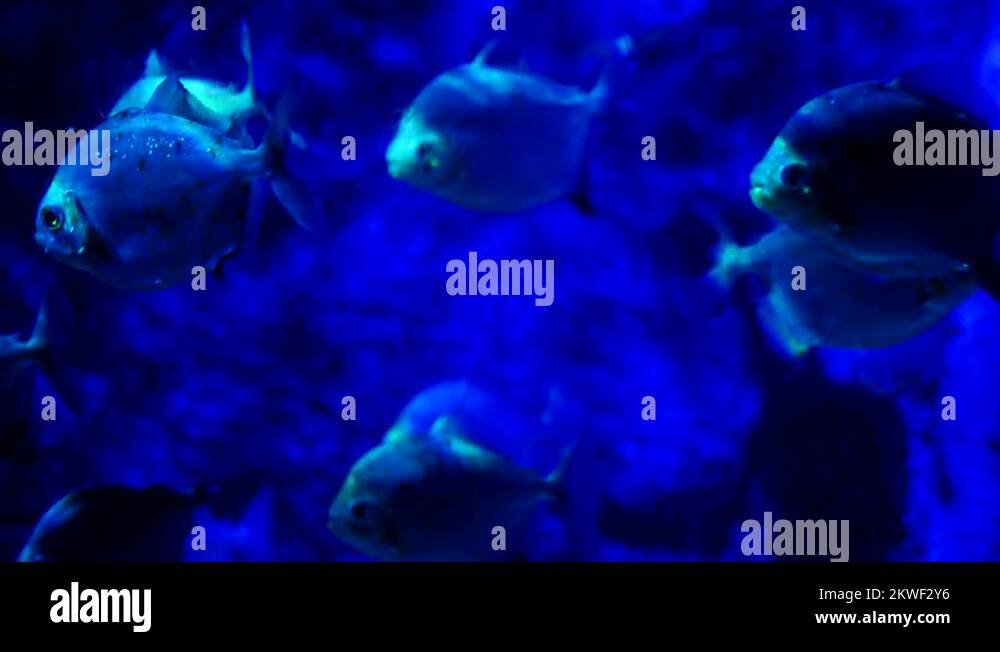 Beautiful exotic see fish in an aquarium. Underwater Scene. 4k Stock ...