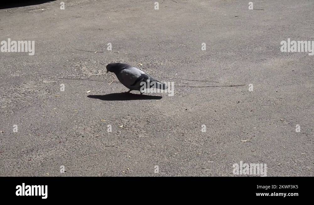 lonesome dove bite of the morsel of bread in the garbage Stock Video ...