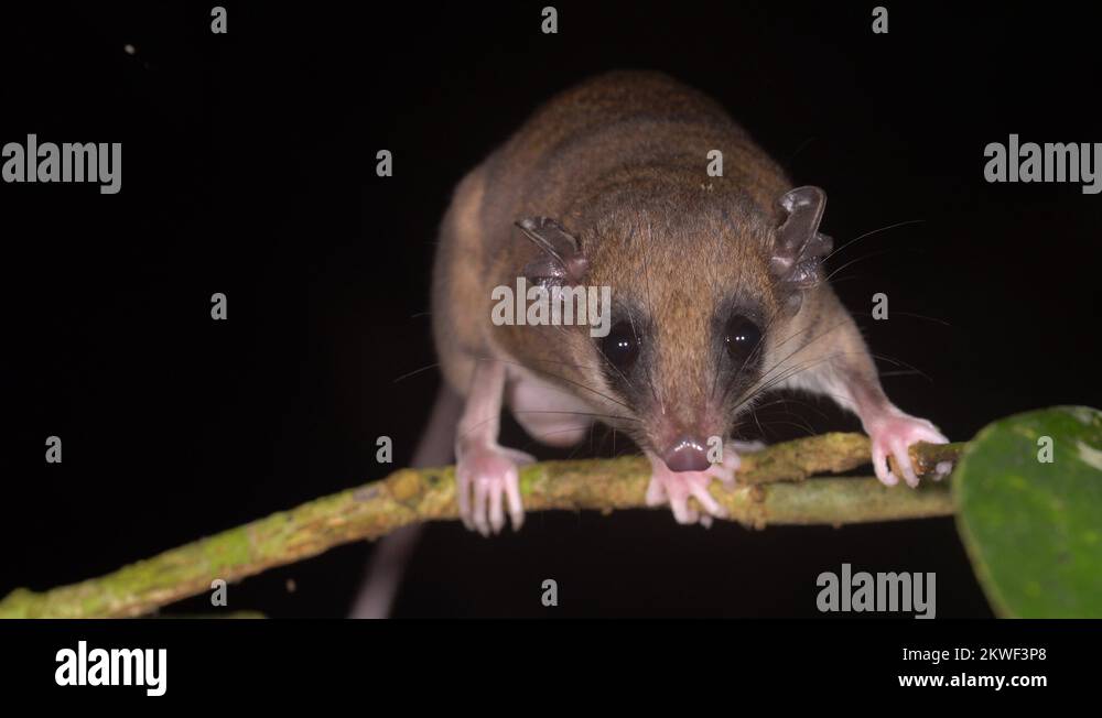 Marsupial mouse Stock Videos & Footage - HD and 4K Video Clips - Alamy