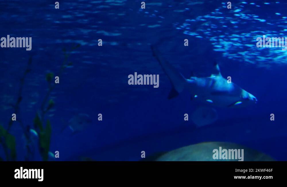 Beautiful exotic see fish in an aquarium. Underwater Scene. 3840x2160 ...