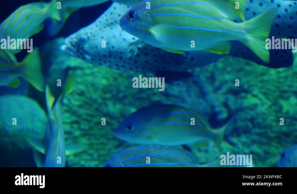 Beautiful an exotic see fish in an aquarium. Underwater Scene ...