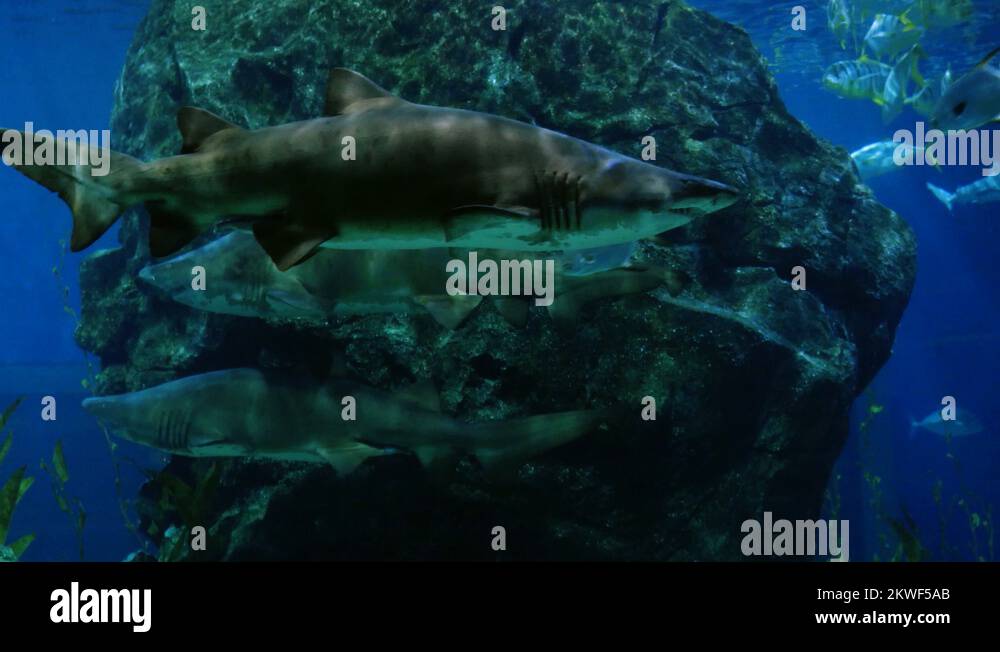 Beautiful exotic see fish and a shark in an aquarium. Underwater Scene ...