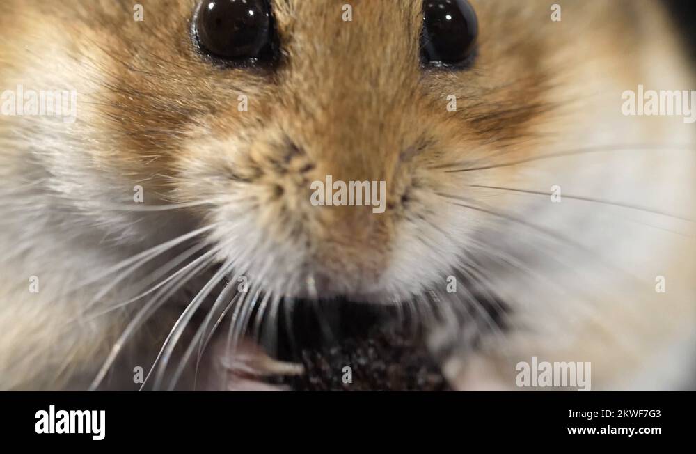 Hamster face Stock Videos & Footage - HD and 4K Video Clips - Alamy