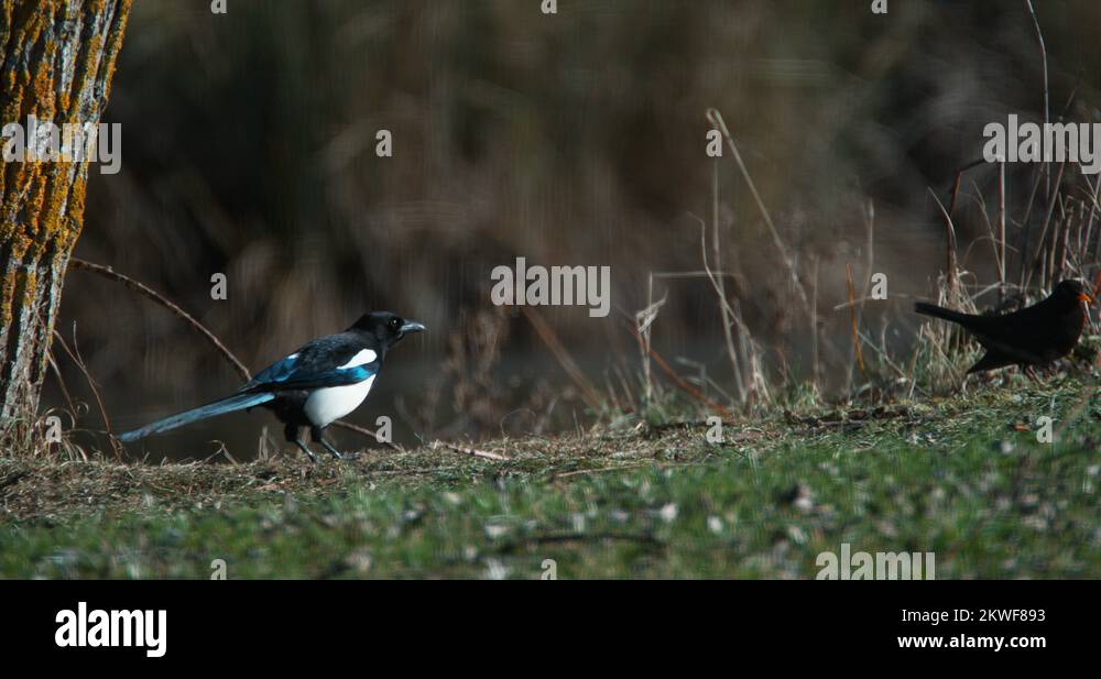 Magpie pica pica in flight Stock Videos & Footage - HD and 4K Video ...