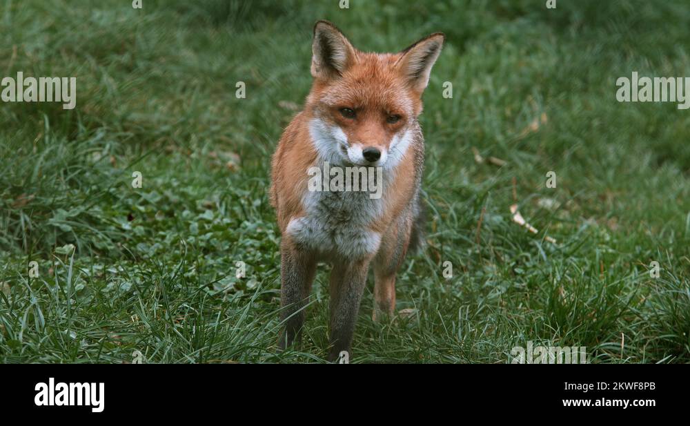 Red Fox, vulpes vulpes, Adult standing on Grass, Normandy, Real Time 4K Stock Video Footage - Alamy