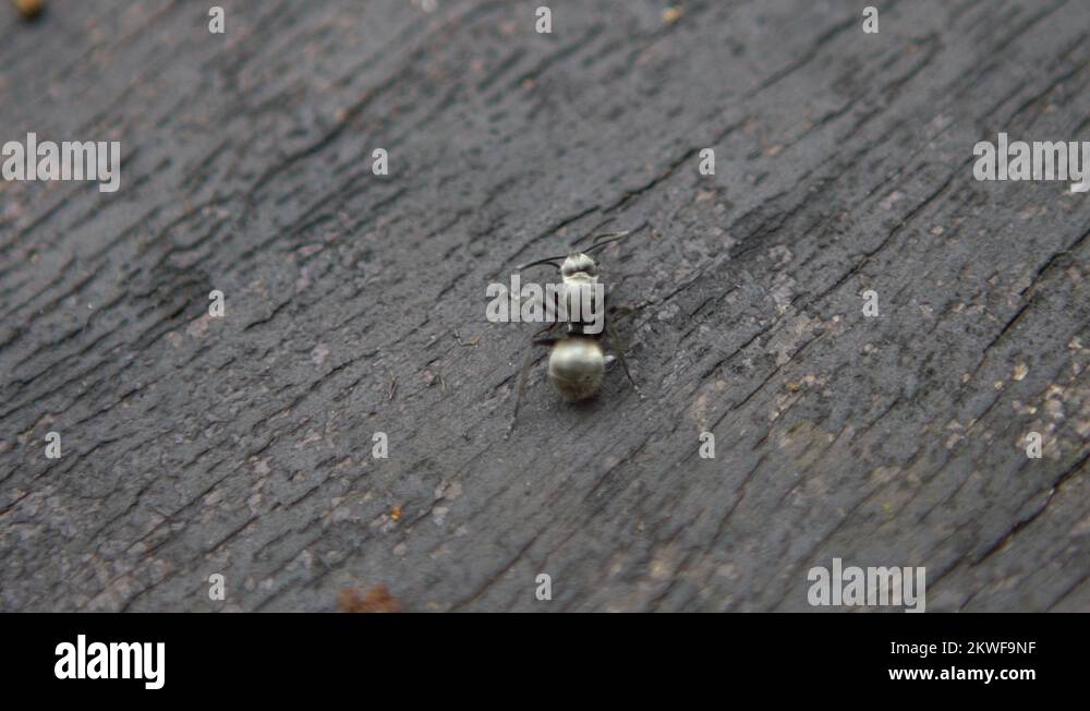 Ant eating the caterpillar Stock Videos & Footage - HD and 4K Video ...