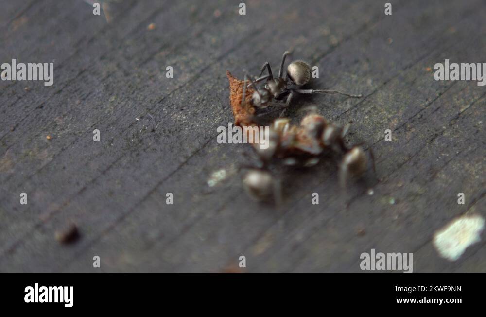 Macro Slow-mo of lots big ants carry dead bug to nest. Colony formicary ...