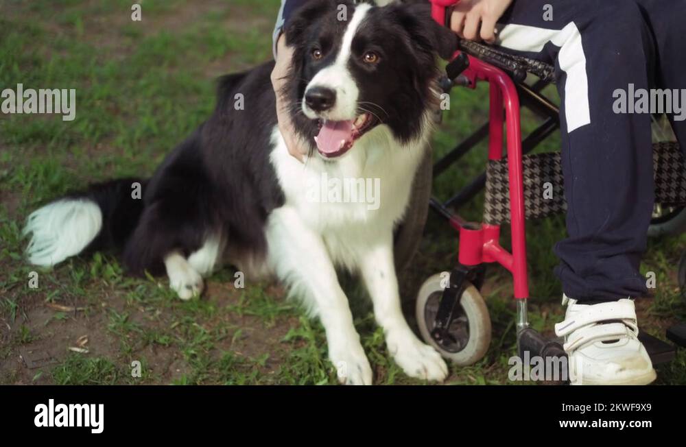 Labrador therapy dog Stock Videos & Footage - HD and 4K Video Clips - Alamy