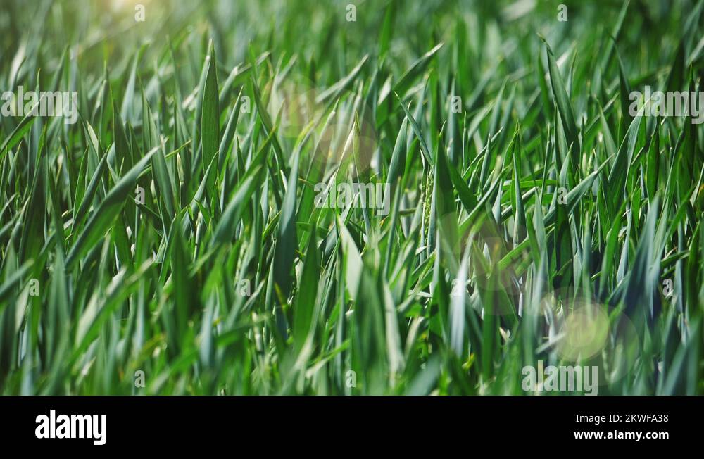 Crop crops spring agriculture uk Stock Videos & Footage - HD and 4K ...