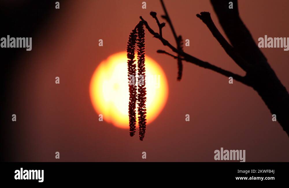 Cobnut tree Stock Videos & Footage - HD and 4K Video Clips - Alamy