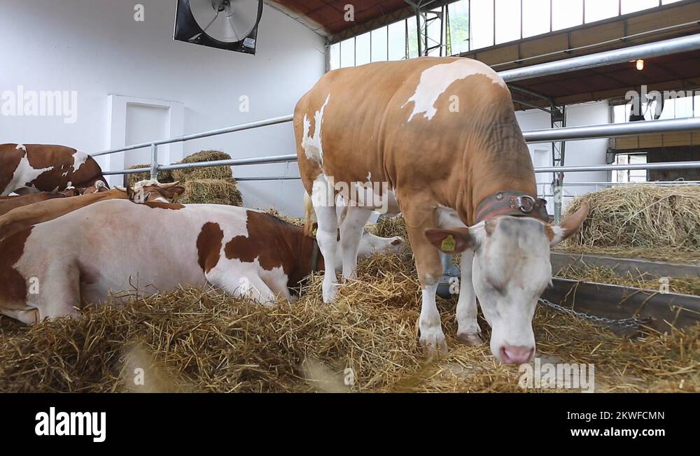 Bull and cow farm animals Stock Videos & Footage - HD and 4K Video ...