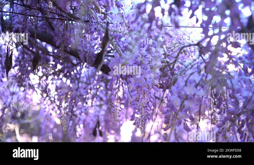 World oldest wistaria blossom Stock Videos & Footage - HD and 4K Video ...