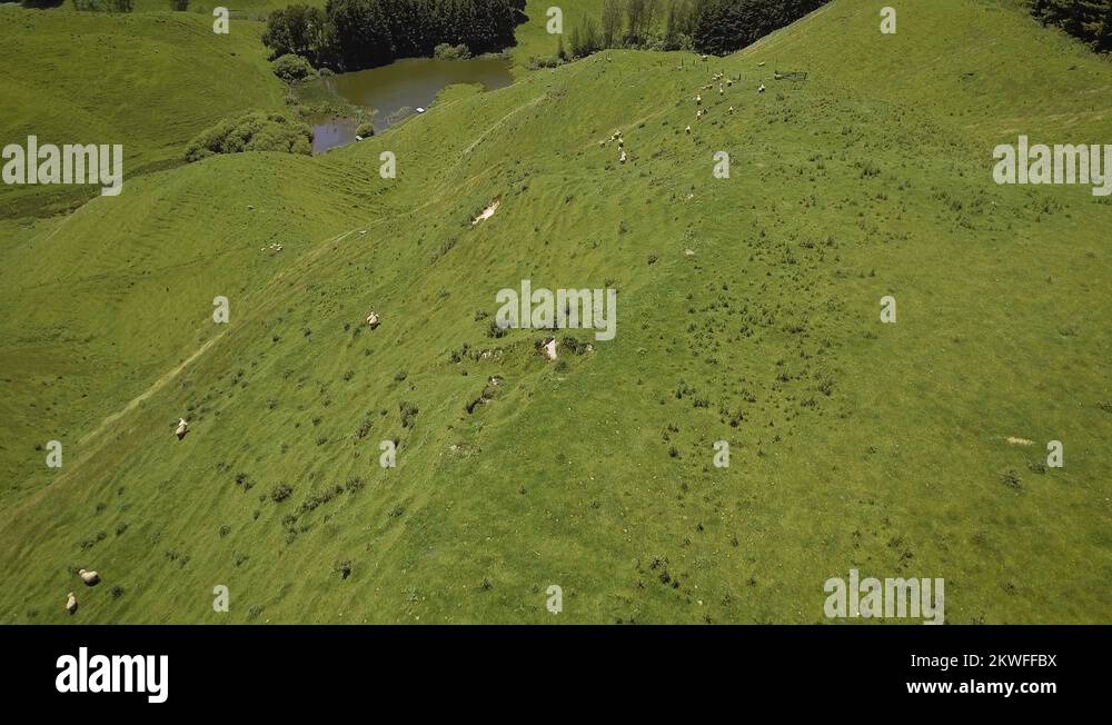 Aerial view of beautiful sheep farm with rolling hills in Rotorua, New ...