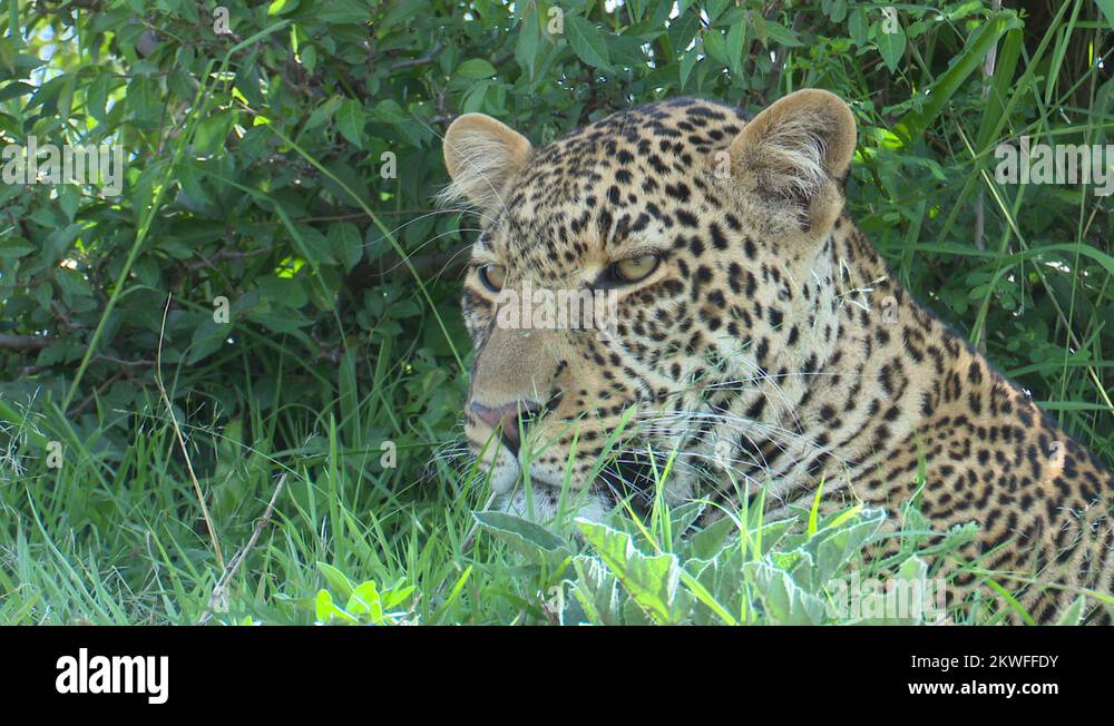 Leopards head Stock Videos & Footage - HD and 4K Video Clips - Alamy