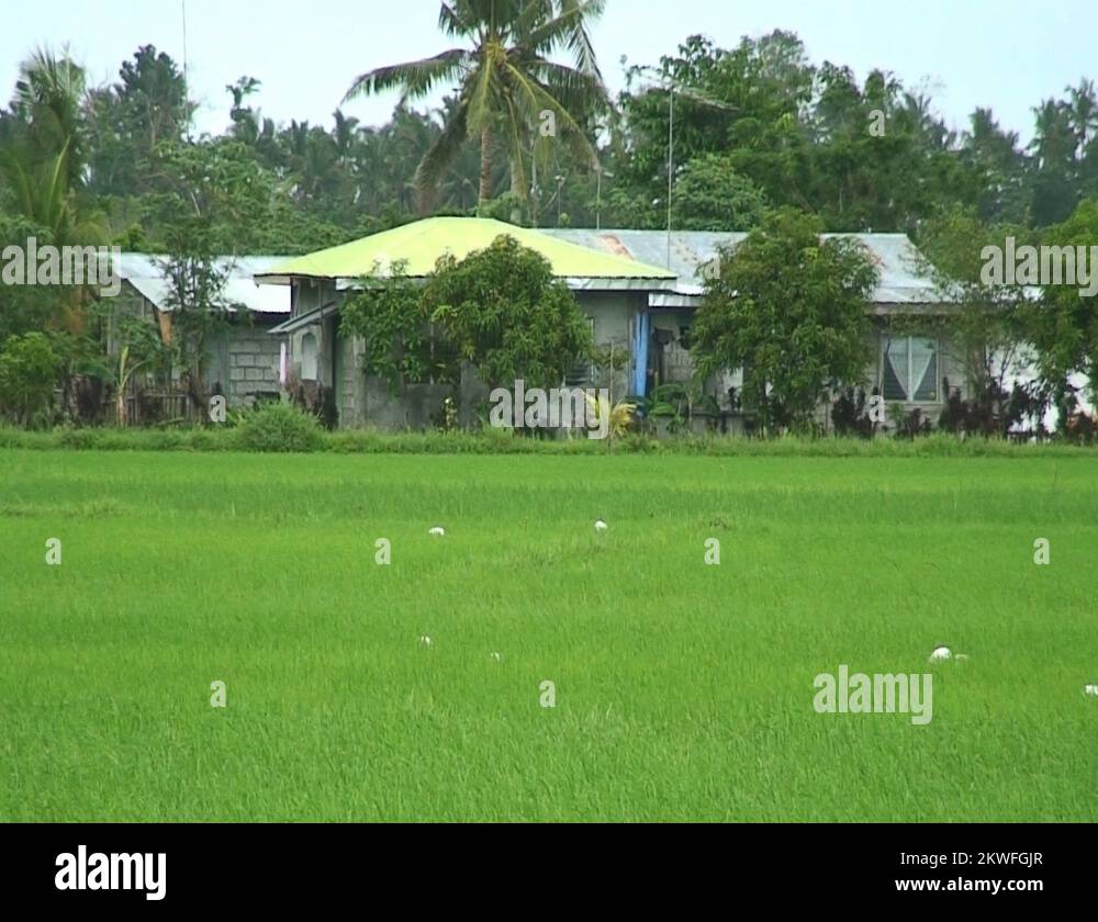 Philippines mindoro rice field Stock Videos & Footage - HD and 4K Video ...